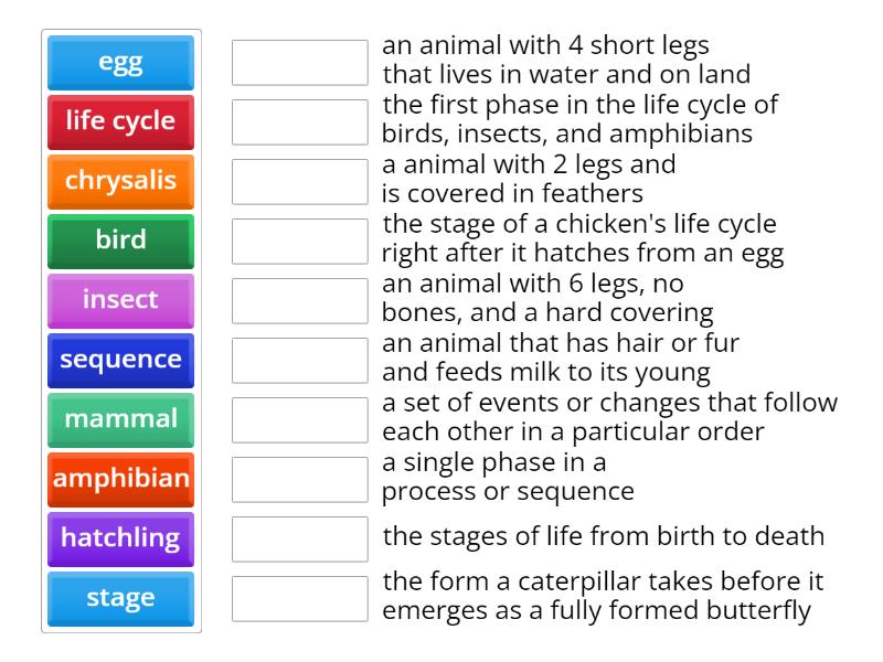 Life Cycle Vocabulary - Une las parejas