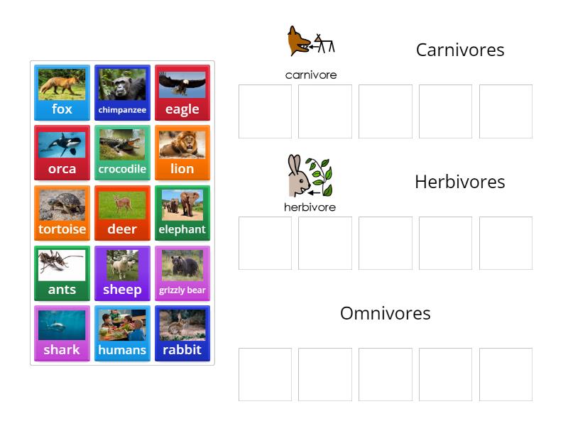Carnivores, Herbivores & Omnivores - Group sort