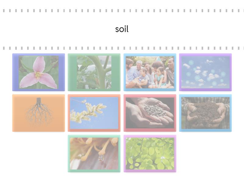 Why Do We Need Plants?- Words - Find the match