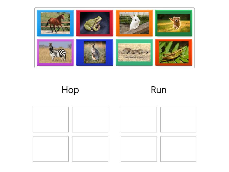 Animal Movements - Group sort