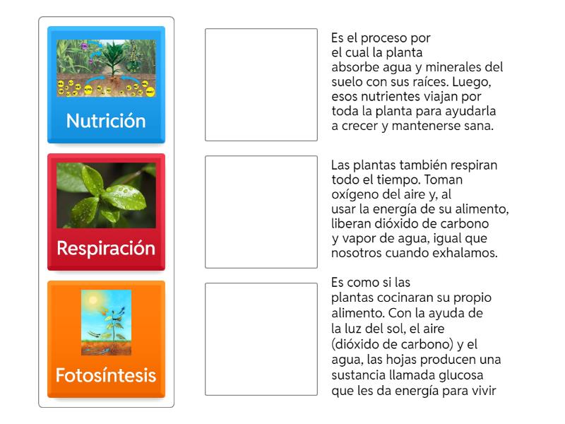 Funciones de la planta. - Match up