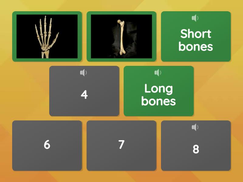 Skeletal System - Matching pairs