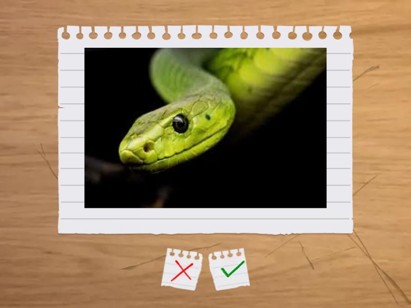 Never Tickle a Tiger - animals - Tarjetas flash