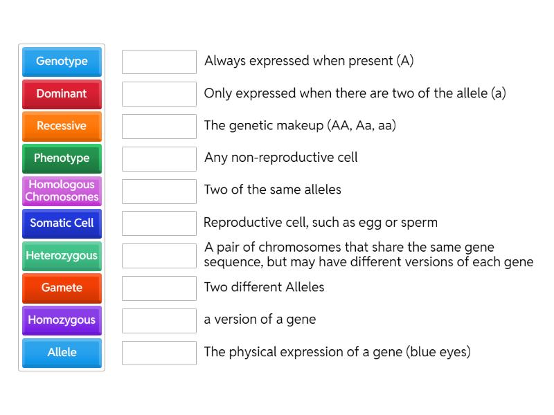 Genetics Vocabulary - Match up
