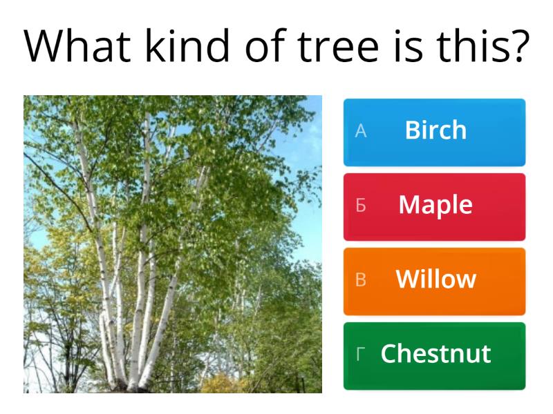 Exercise Trees - Quiz