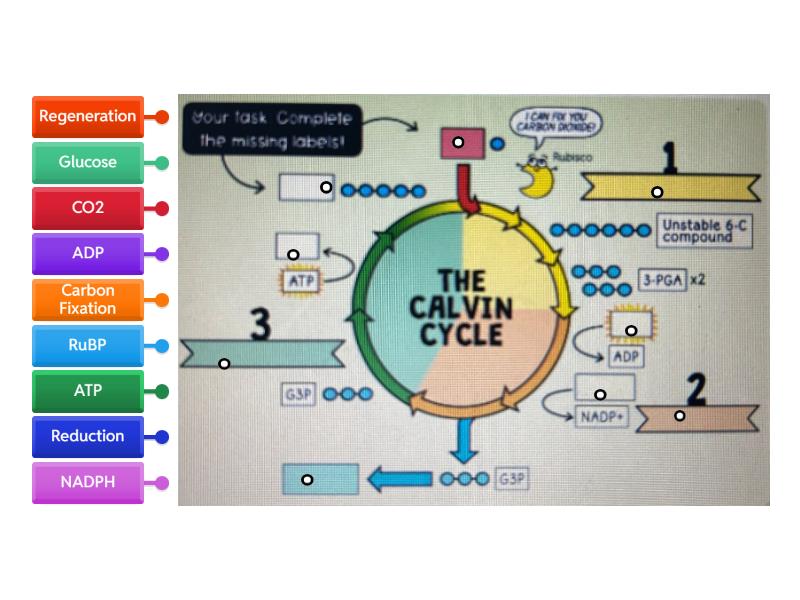 calvin Cycle labels - Labelled diagram