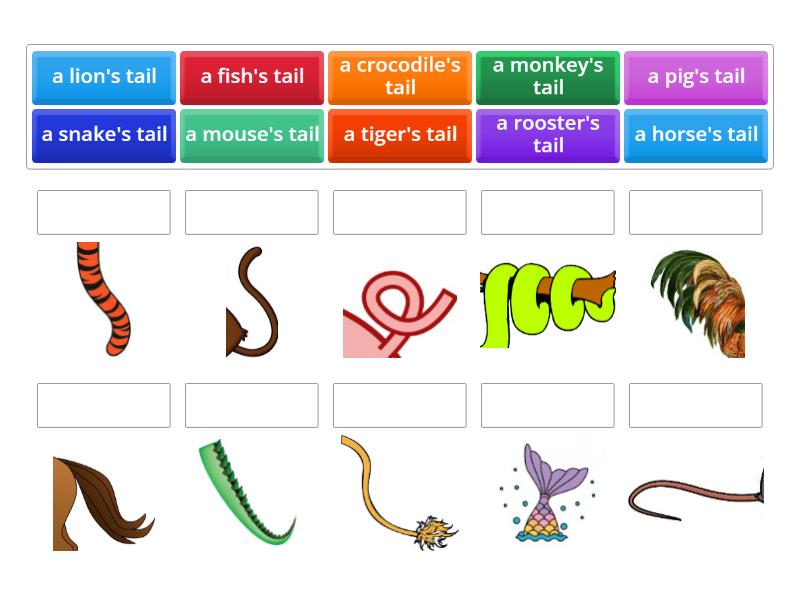KB 2 unit 3 Whose tail is this? - Match up