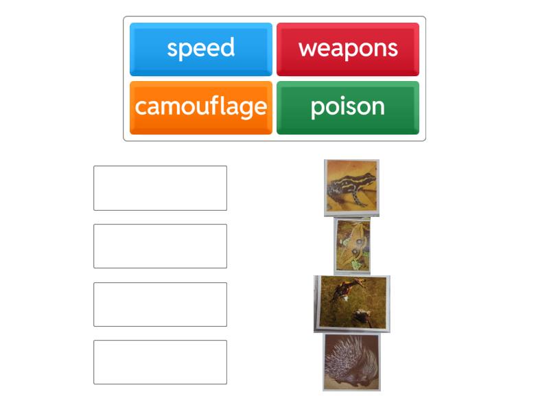 How animals protect themselves - Match up