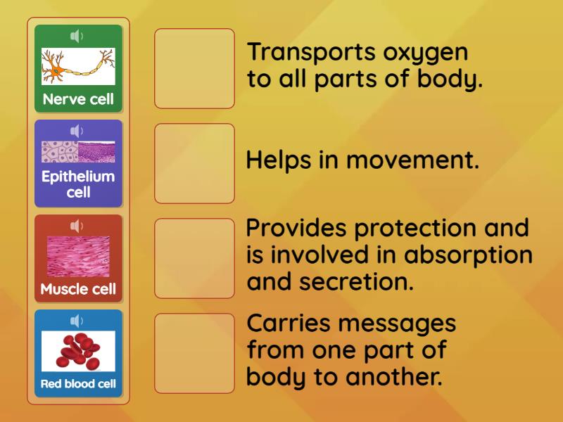 Cells and their Functions - Associação