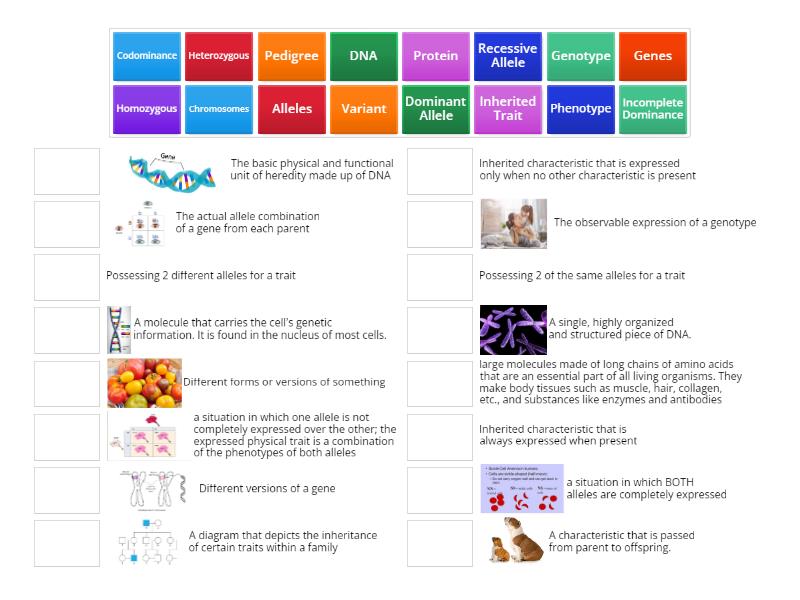 Genetics Vocab - Match up