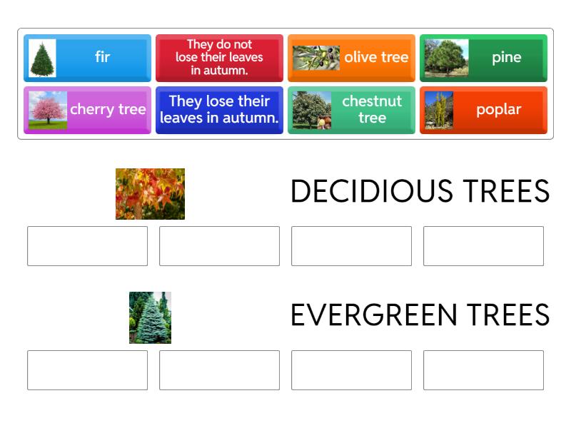 Trees classification - Group sort