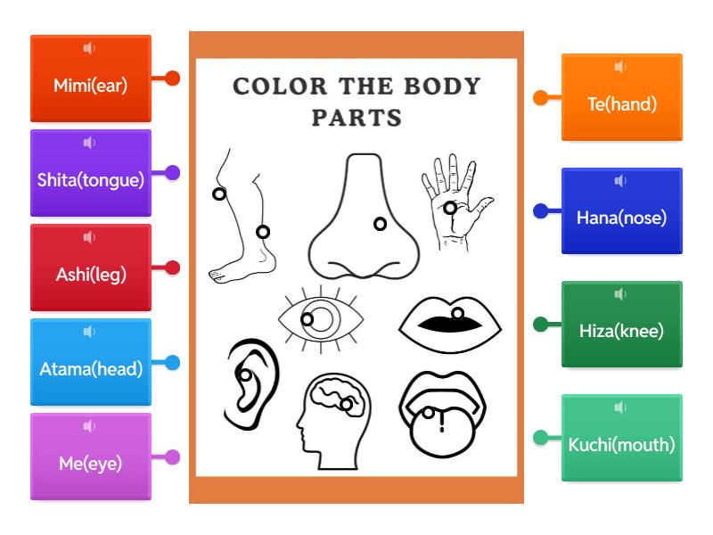 からだ(karada) Body parts - Labelled diagram
