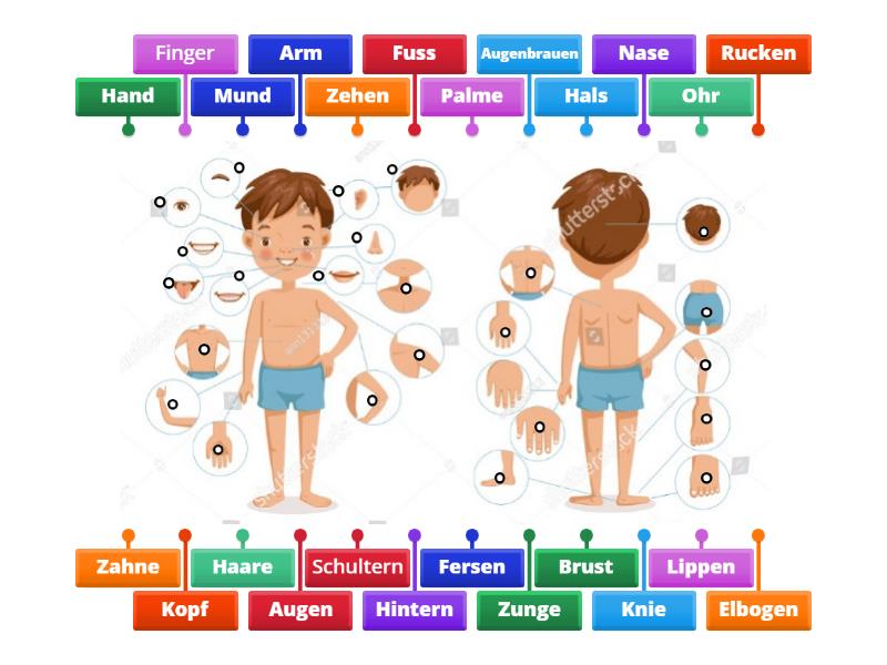 German Body Parts - Labelled diagram
