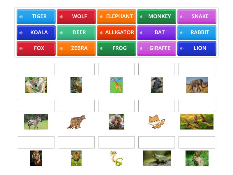 WILD ANIMALS - Match up