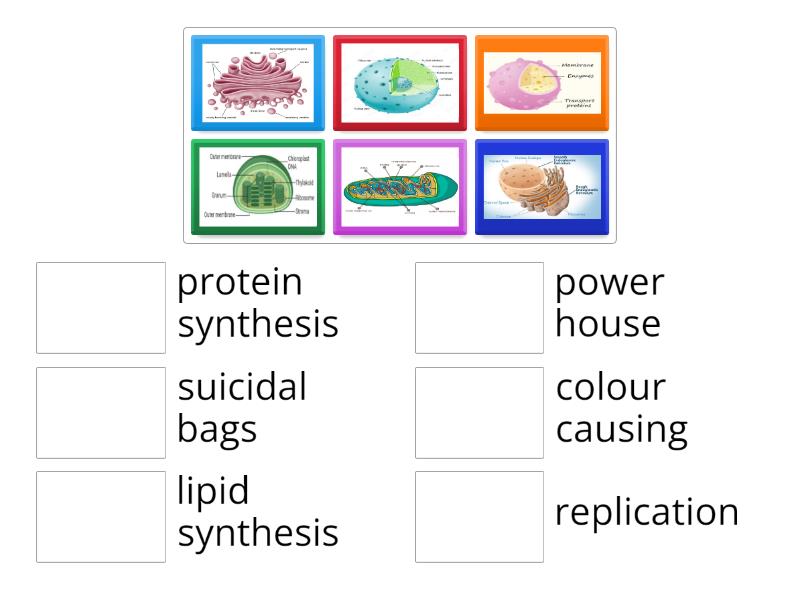 Cell Organelles Matching Game - Associação