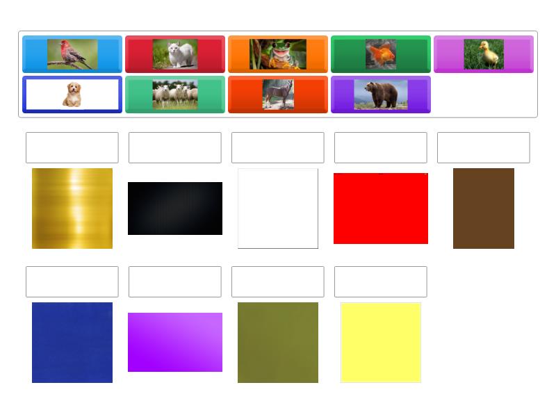 Brown Bear Book color animal matching - Match up