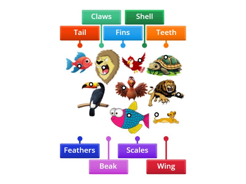 Animals diagram - Labelled diagram