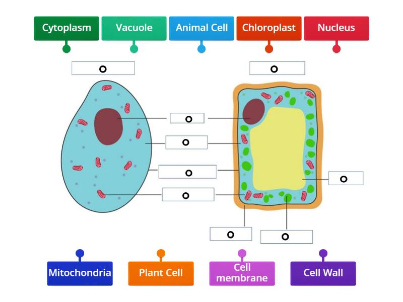 animal and plant cell label diagram gcse - Labelled diagram