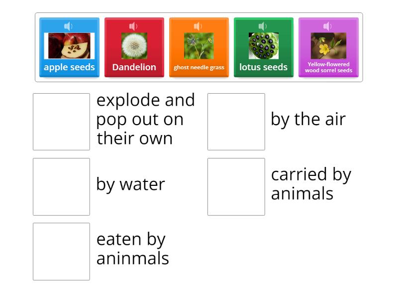 How do seeds travel? - Match up