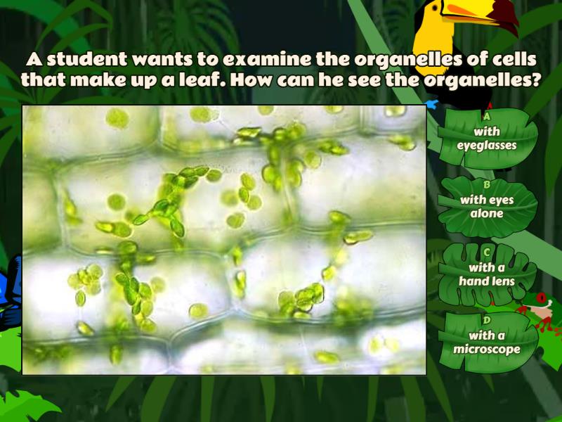 Plant and Animal Cells - Quiz