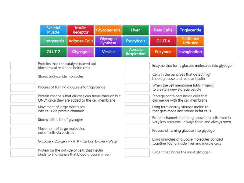 Homeostasis 2 HYPERGLYCEMIA - Match up