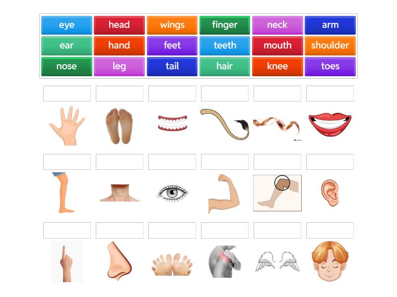 Body parts - Match up