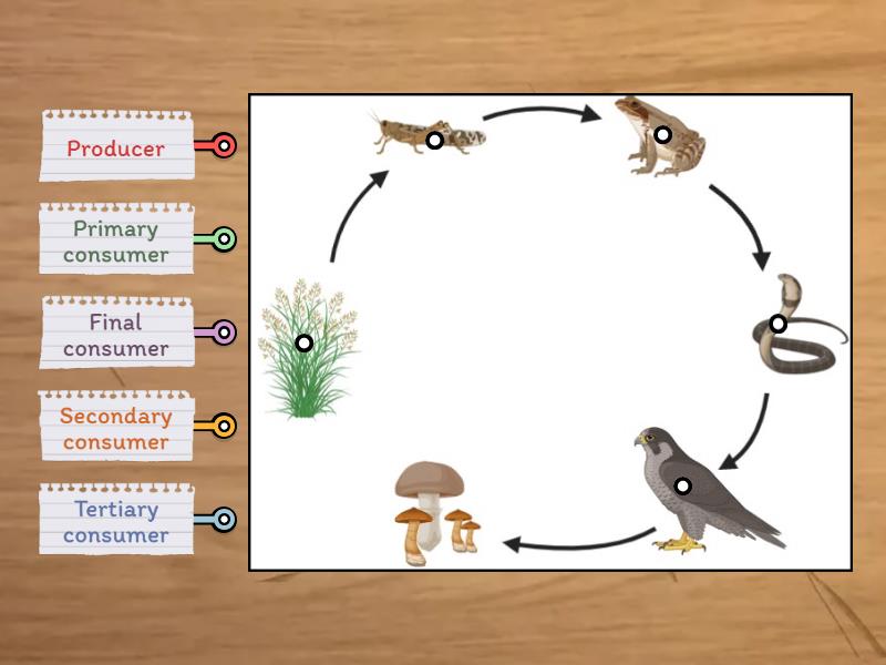 FOOD CHAIN - Labelled diagram
