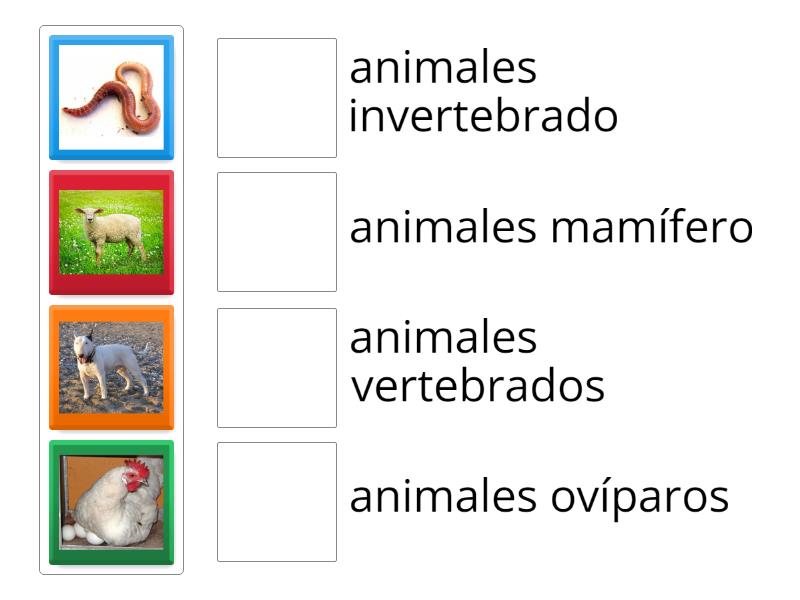 clasificación de animales - Une las parejas