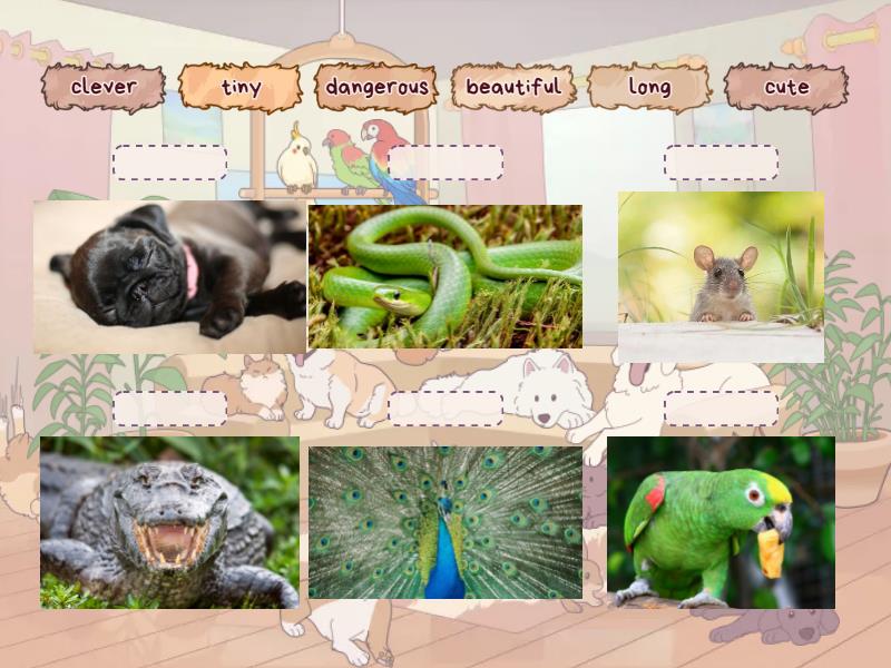 Own it 1 unit 7 adjectives to describe animals - Match up
