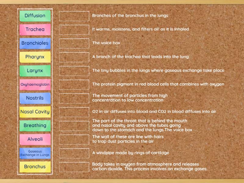 RESPIRATORY SYSTEM: Matching Cards - Match up