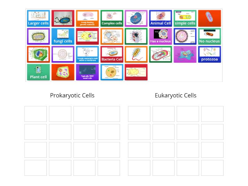 Prokaryotic vs Eukaryotic (STAAR 6.13B) - Group sort
