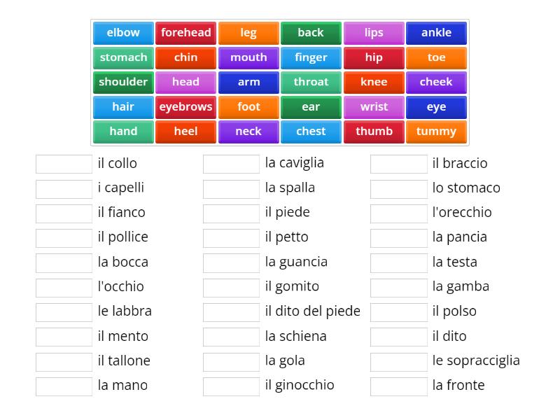 Le parti del corpo - body parts - Abbinamenti