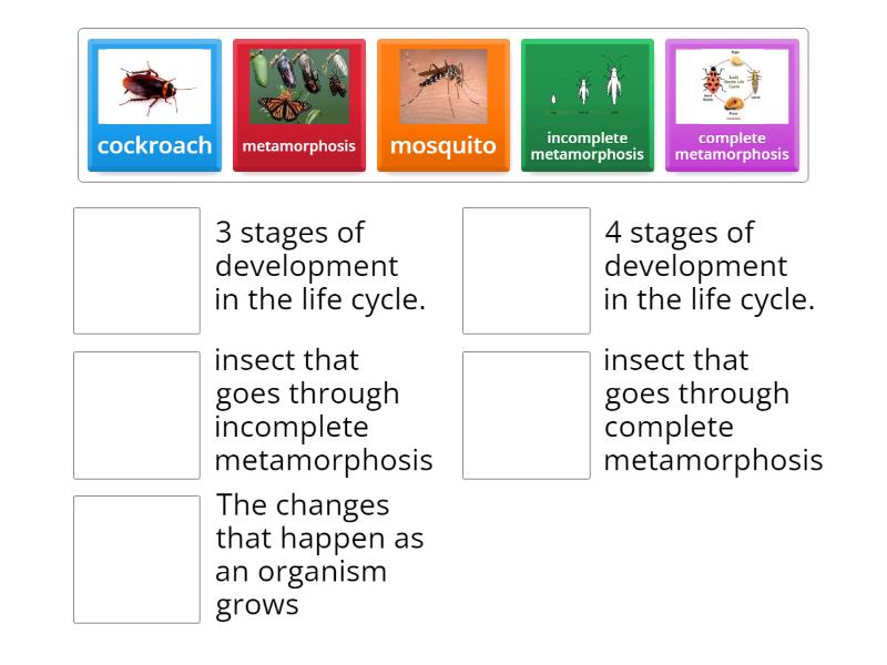 Complete and incomplete metamorphosis - Match up
