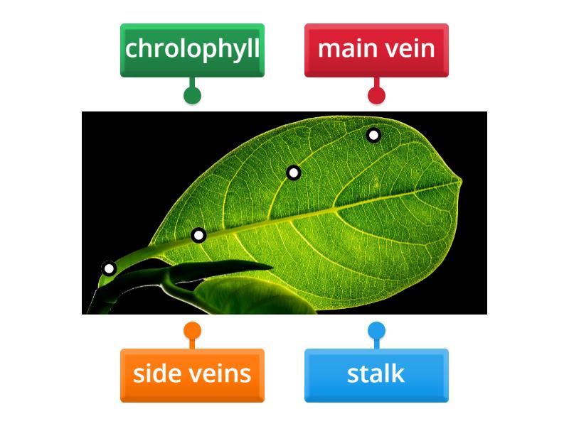 A leaf - Labelled diagram