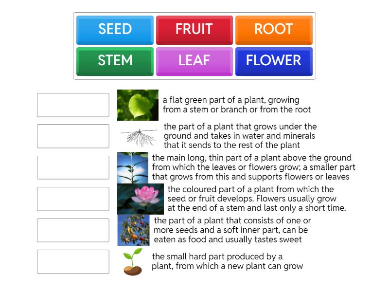 OW5-U6-REVIEW VOCAB 1 - Match up