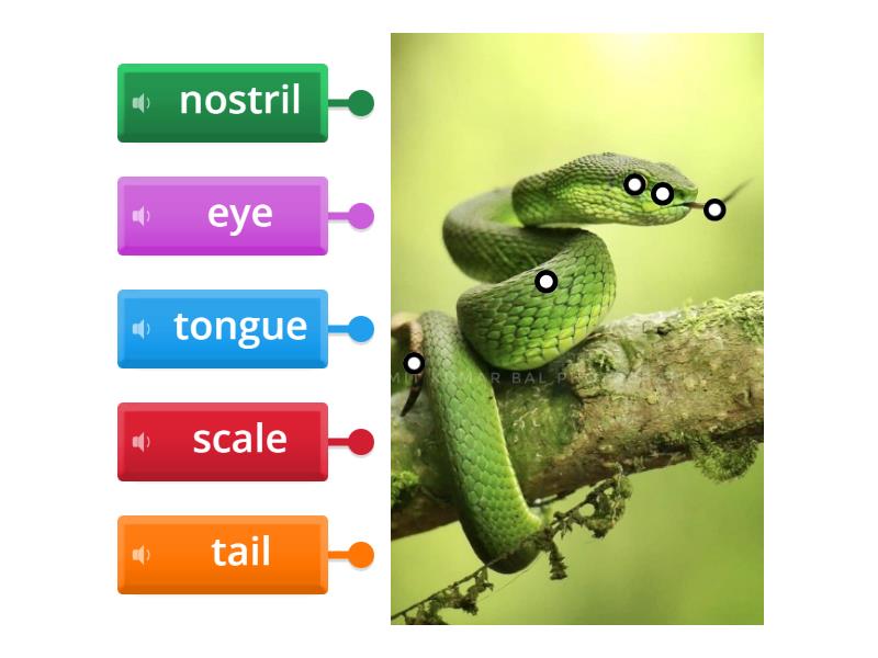 snake quiz - Labelled diagram