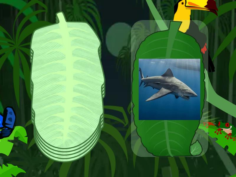 KB3, U7, Wild animals - Speaking cards