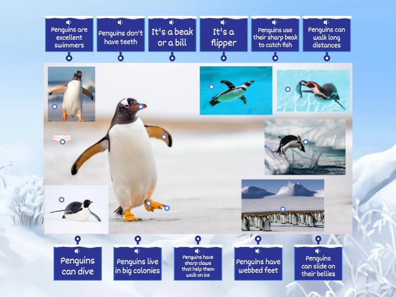Antarctica - penguins lesson 1 - Diagrama con etiquetas