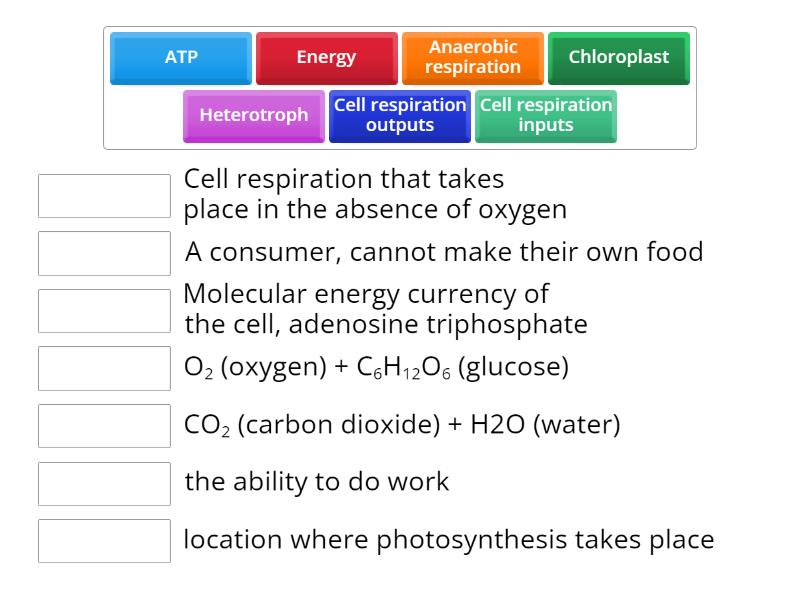 Cell Energy Vocabulary - Match up