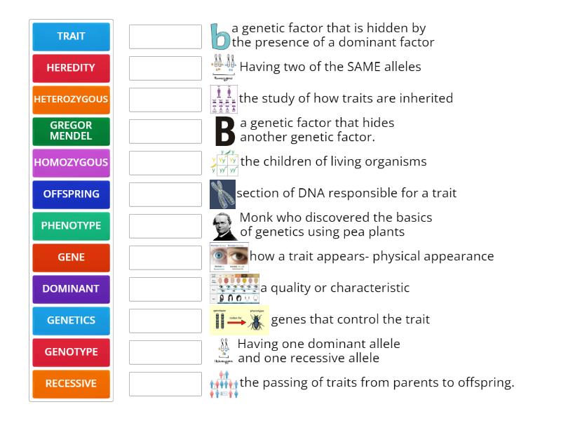 Gregor Mendel Genetics - Match up