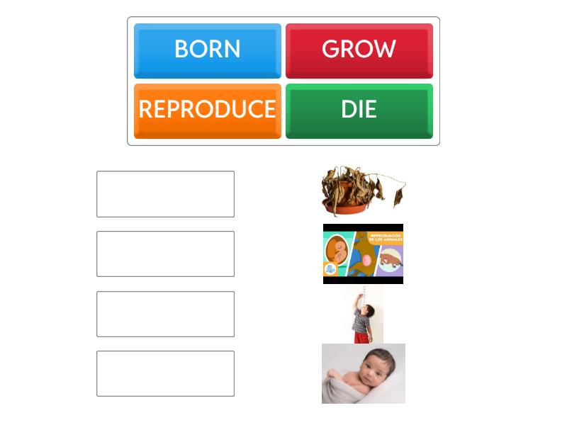 LIVING THINGS BORN, GROW REPRODUCE AND DIE - Match up