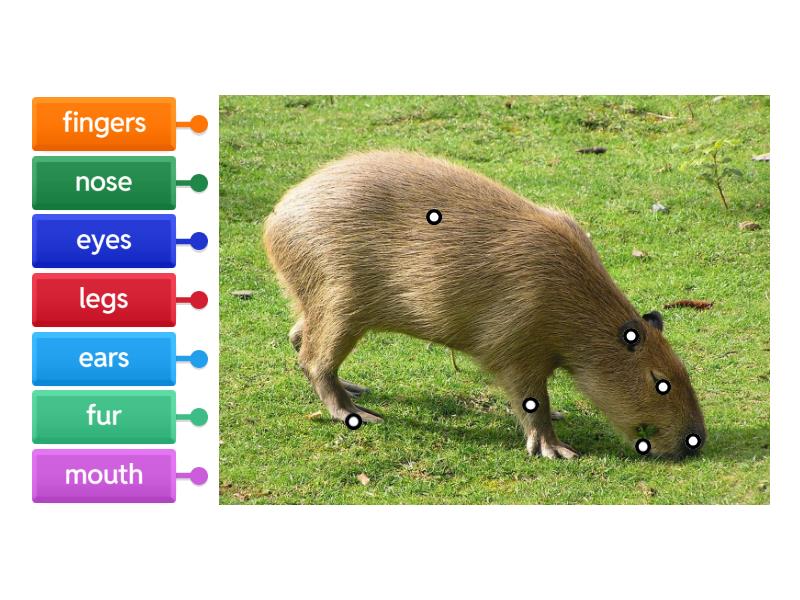 Capybara Body Parts - Labelled diagram