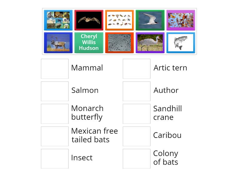 Amazing Migrations: Butterflies, Bats, and Birds - Match up