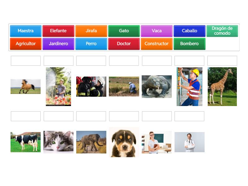 Descubramos los animales y las profesiones. - Une las parejas