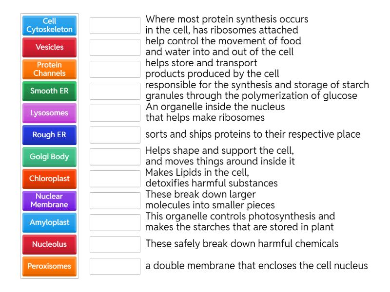 Organelle Matching Quiz - Match up