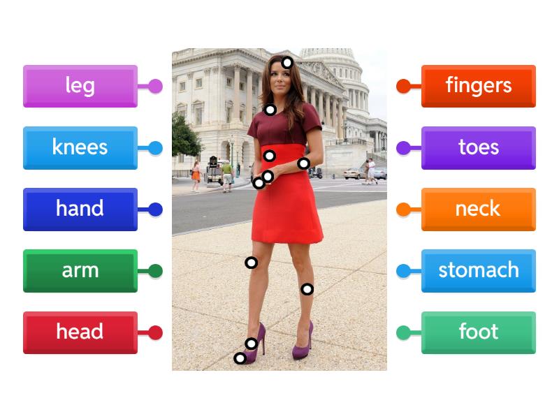 Parts of the body Go getter 1 Unit 4.2 - Labelled diagram
