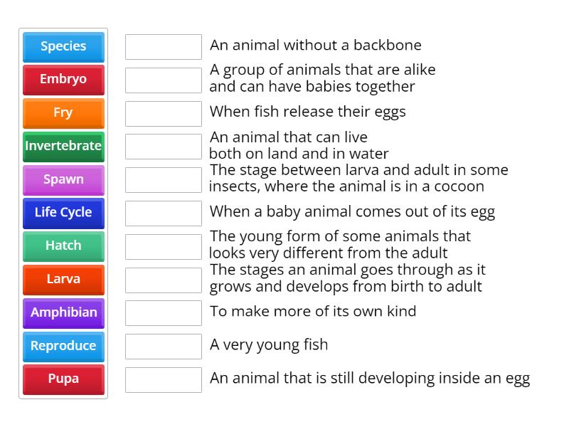 Animal Life Cycle Vocabulary - Match up