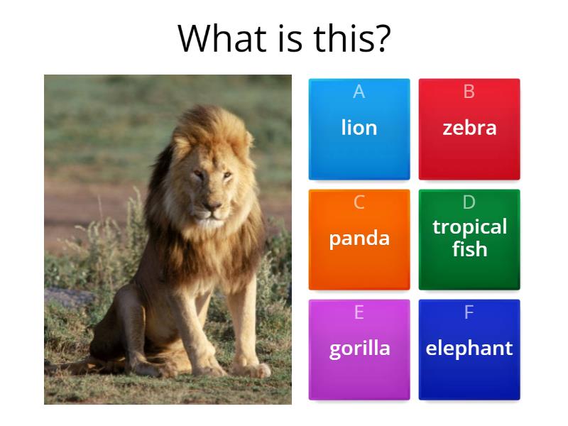 Unit 5 Zoo Animals - Quiz
