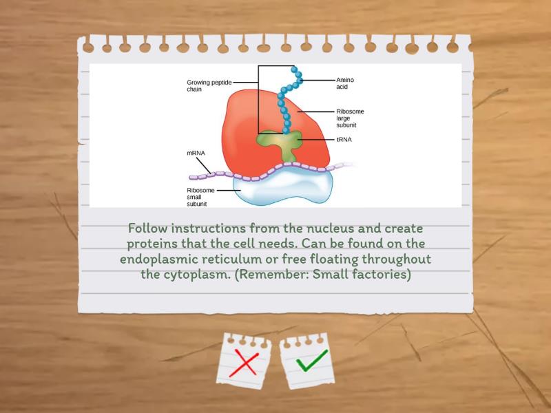 Who Am I?: Organelles - Flash cards