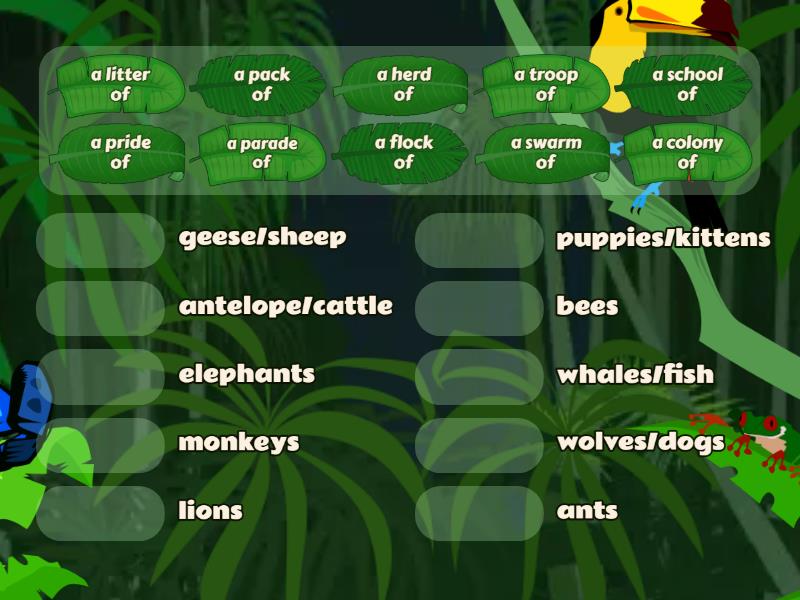 Collective Nouns Animals - Match up